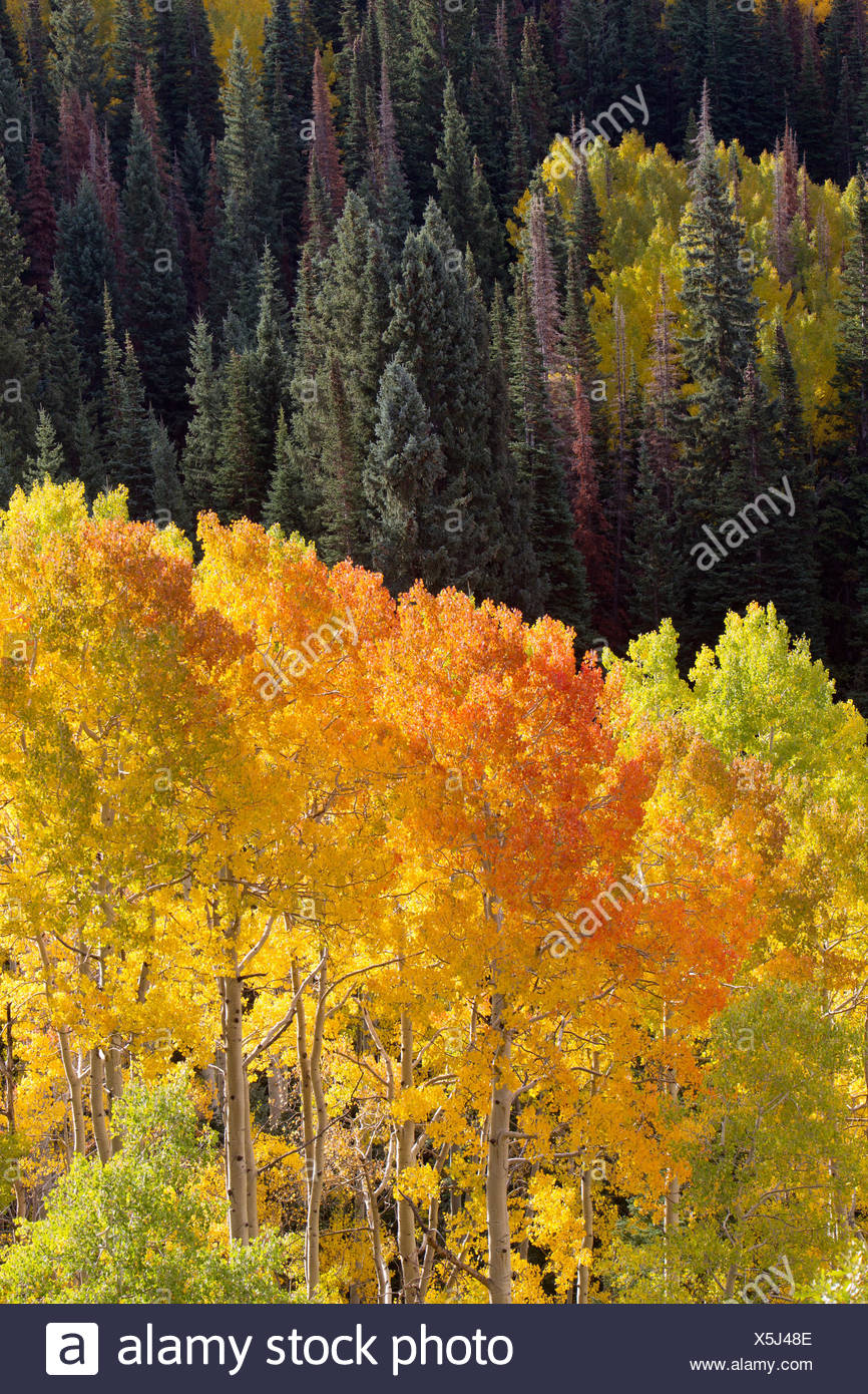 Quaking Aspen Trees Stock Photos & Quaking Aspen Trees Stock Images - Alamy