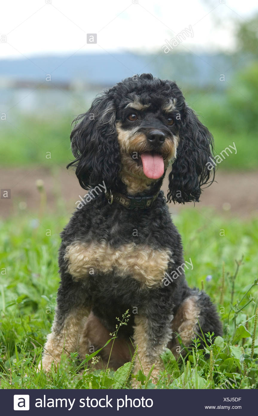 Sitting Black And Tan Poodle High Resolution Stock Photography and ...