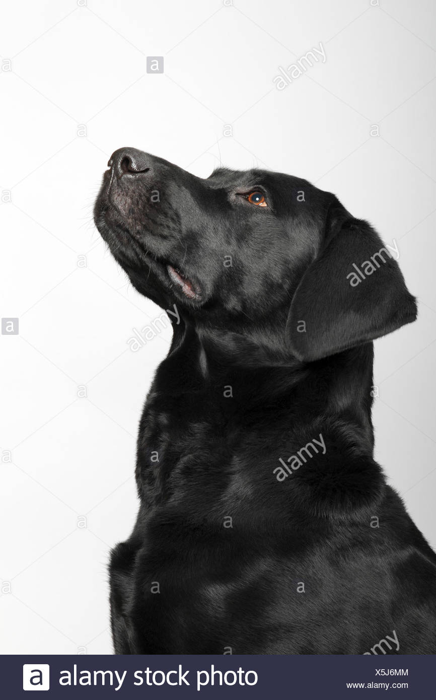 Male Labrador High Resolution Stock Photography and Images - Alamy