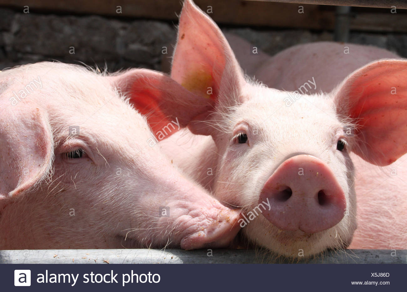 Fat Pig Animal High Resolution Stock Photography and Images - Alamy