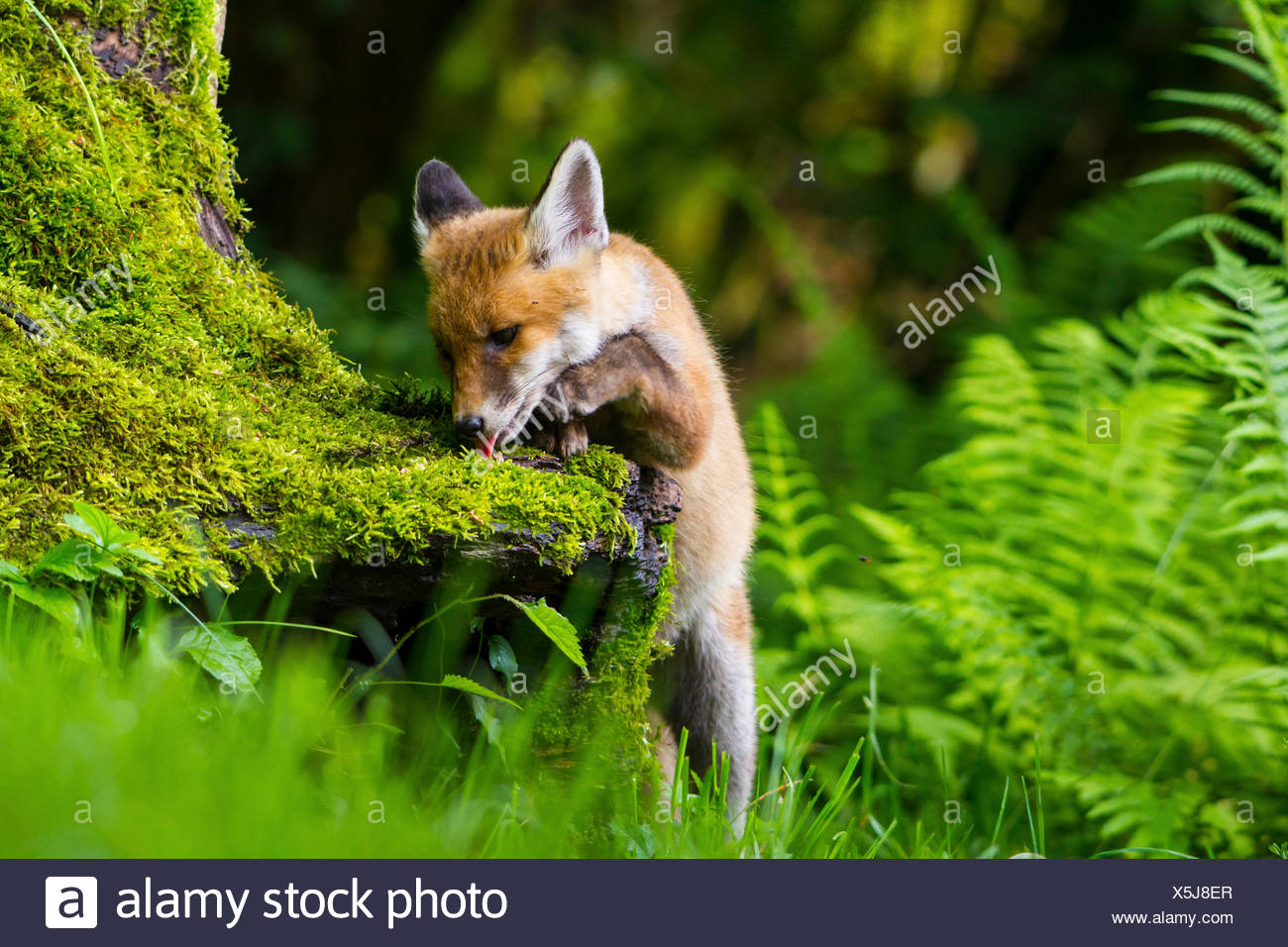 Red Fox Licking High Resolution Stock Photography and Images - Alamy