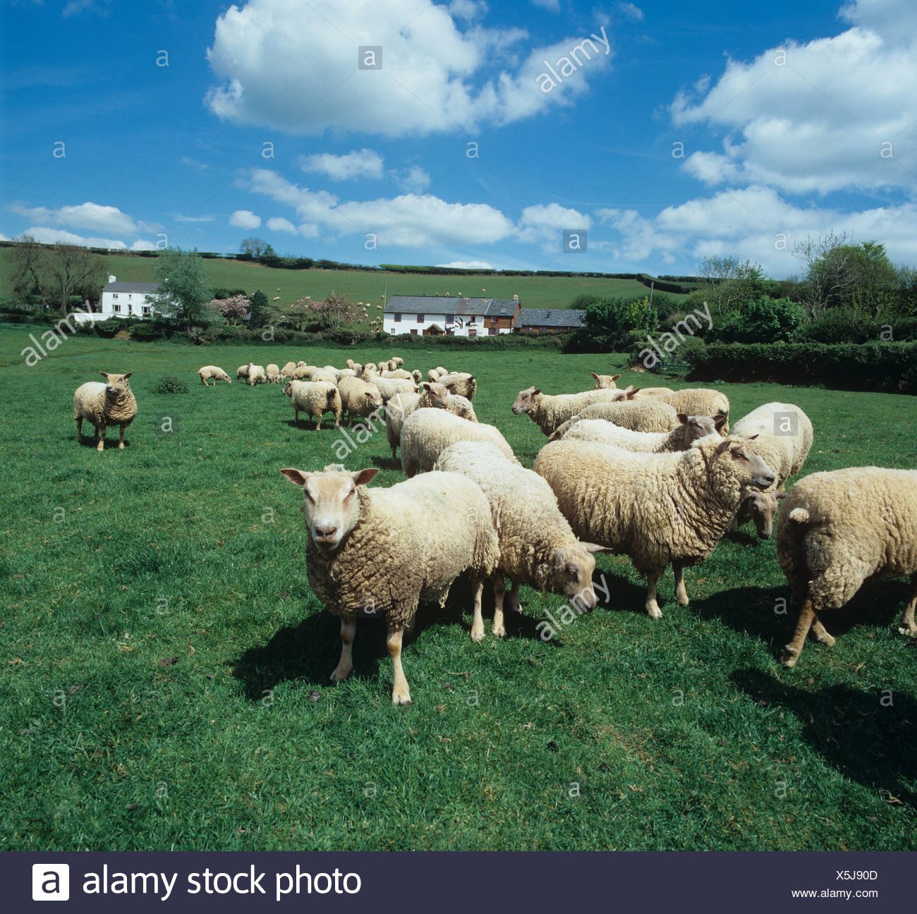 Charollais Sheep Stock Photos & Charollais Sheep Stock Images - Alamy