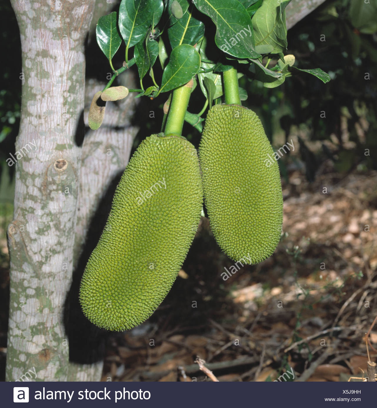 Largest Tree Borne Fruit High Resolution Stock Photography and Images ...