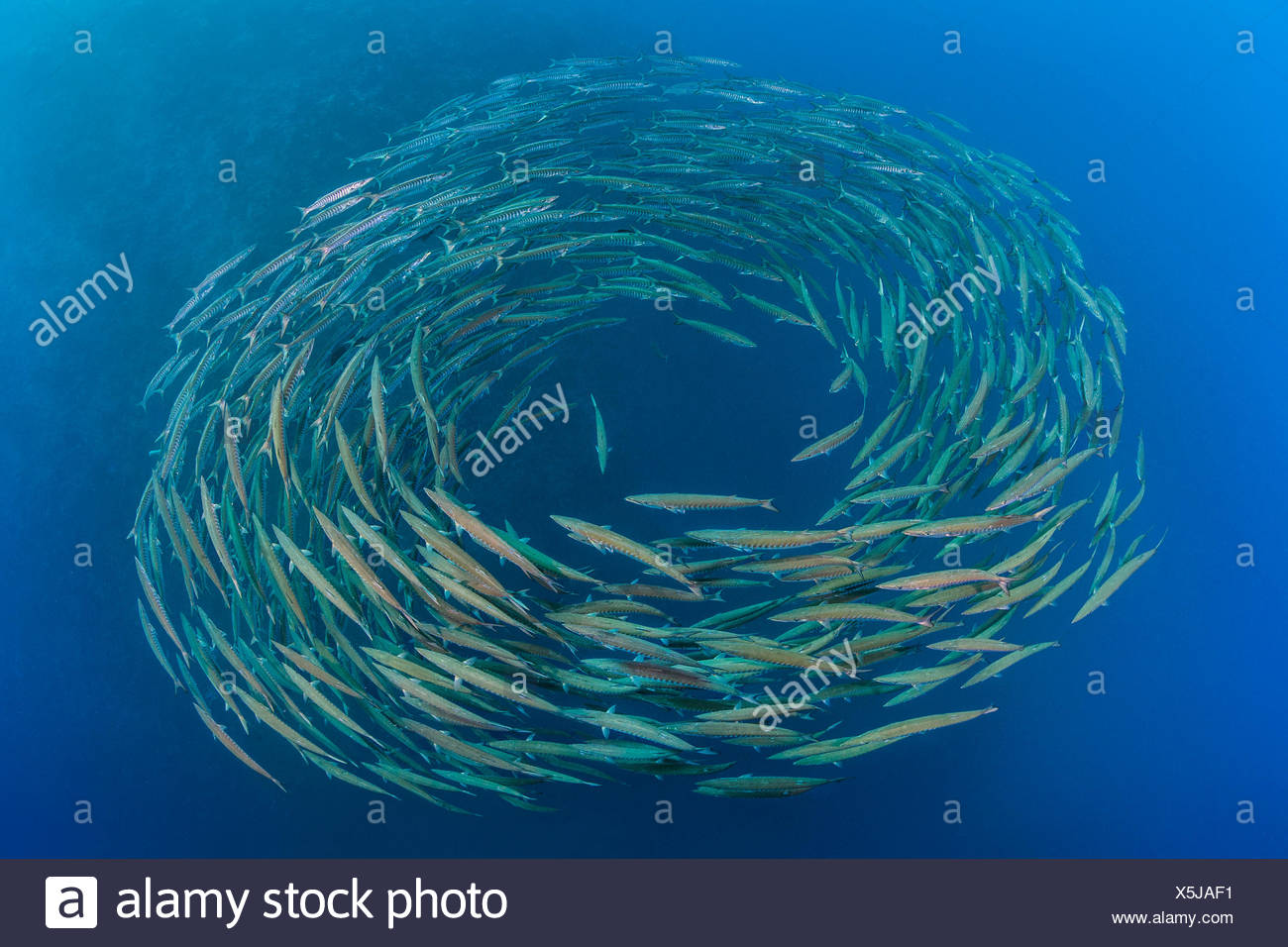 Round Reef High Resolution Stock Photography and Images - Alamy