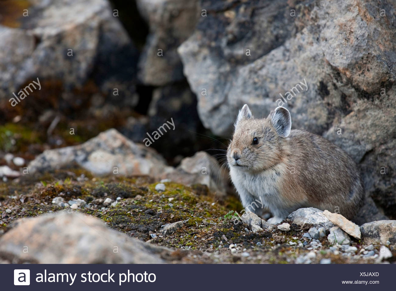Pika Alberta High Resolution Stock Photography and Images - Alamy