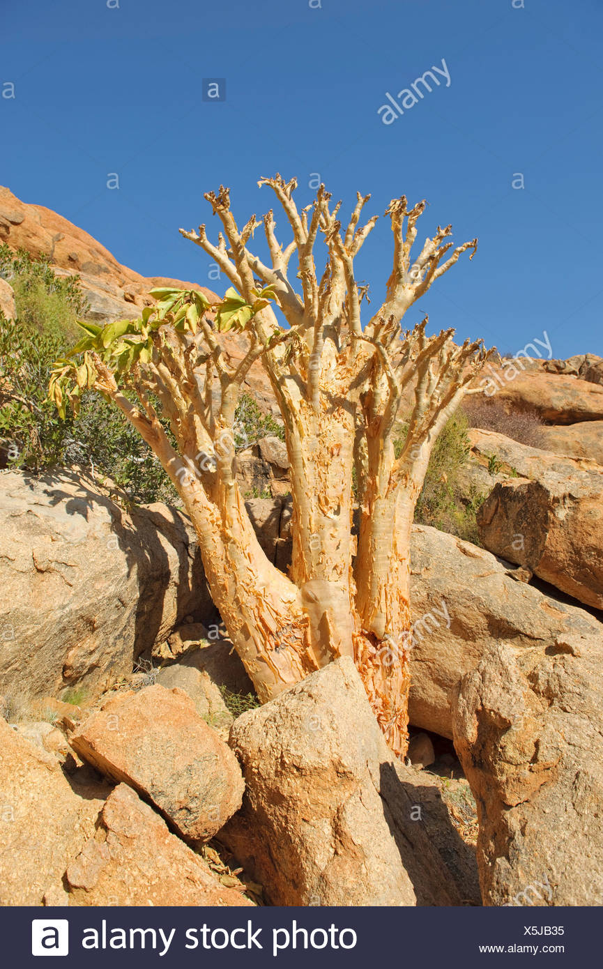 Cyphostemma Stock Photos & Cyphostemma Stock Images - Alamy