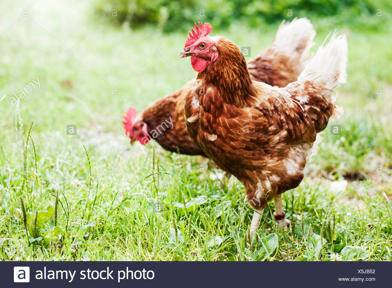 Cockerels High Resolution Stock Photography and Images - Alamy