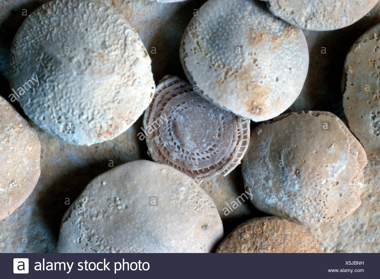 Nummulites High Resolution Stock Photography and Images - Alamy