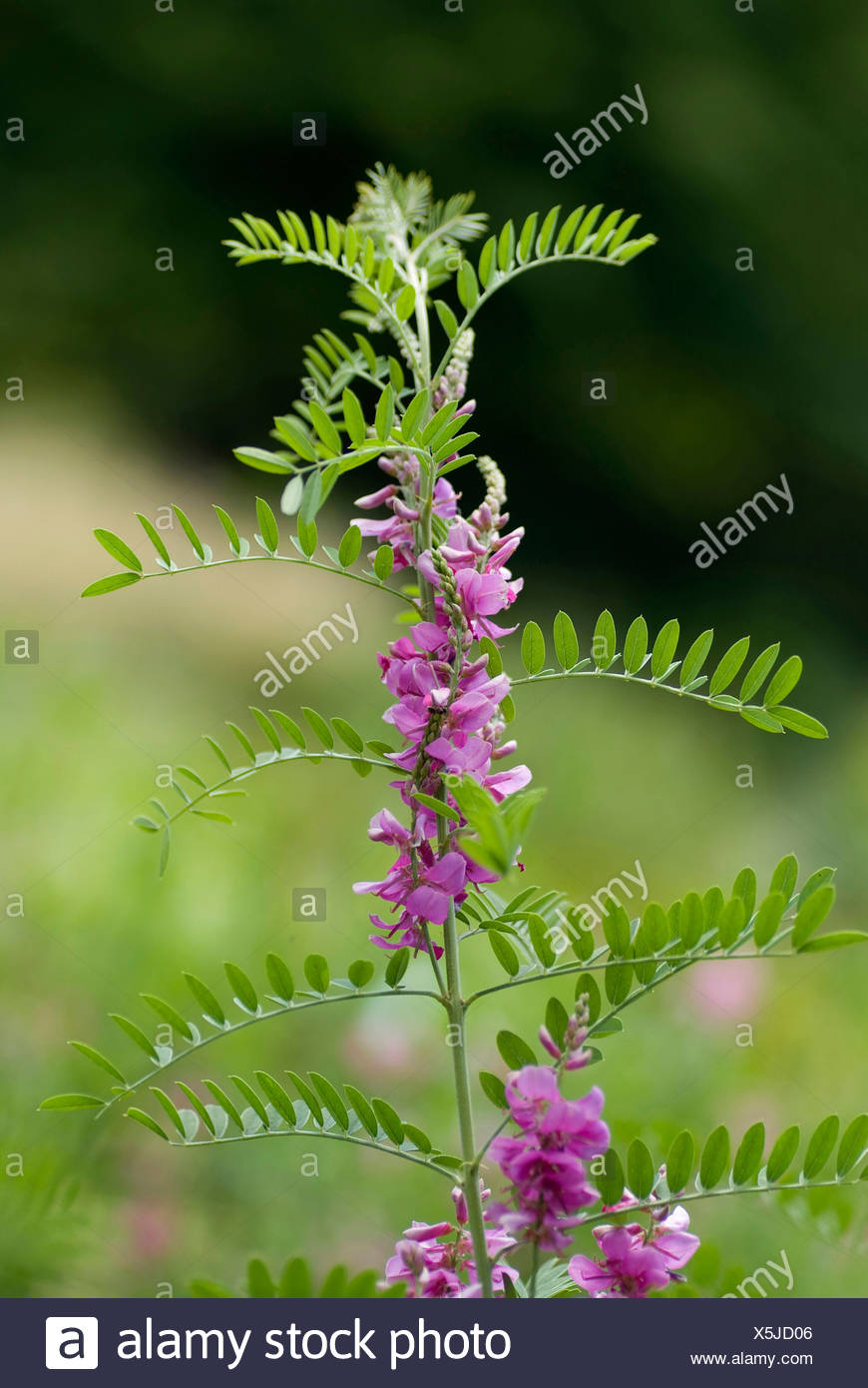 True Indigo Indigofera Tinctoria Stock Photos & True Indigo Indigofera ...