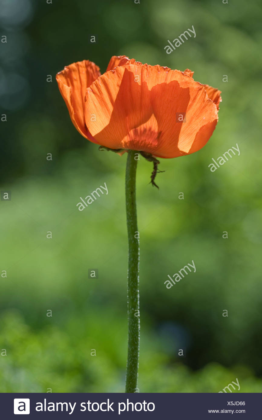 Iranian Poppy High Resolution Stock Photography and Images - Alamy