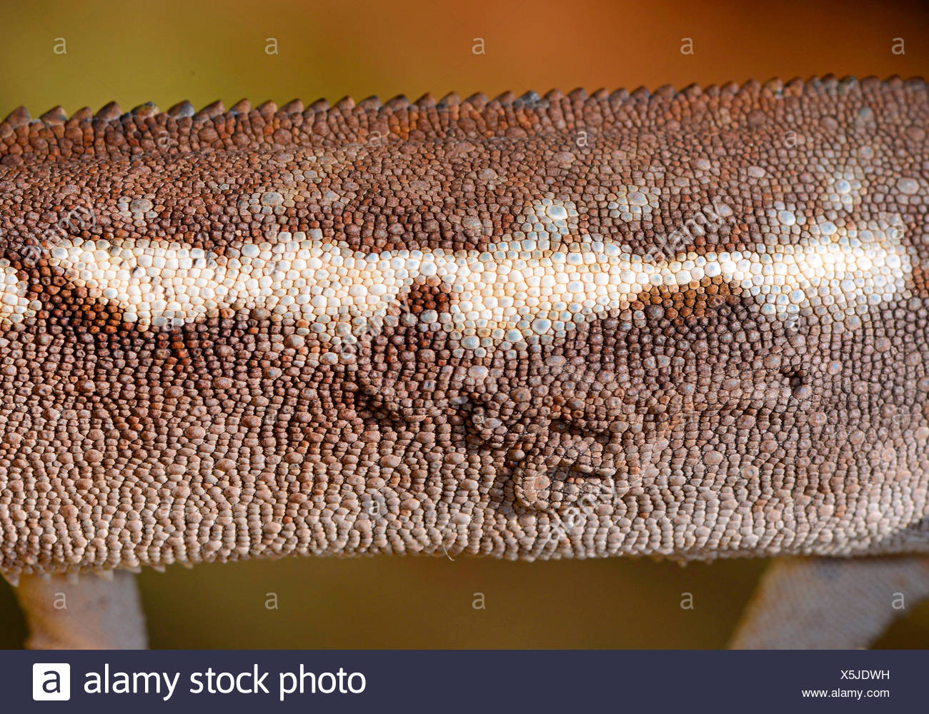 Parasite Worm Stock Photos & Parasite Worm Stock Images - Alamy