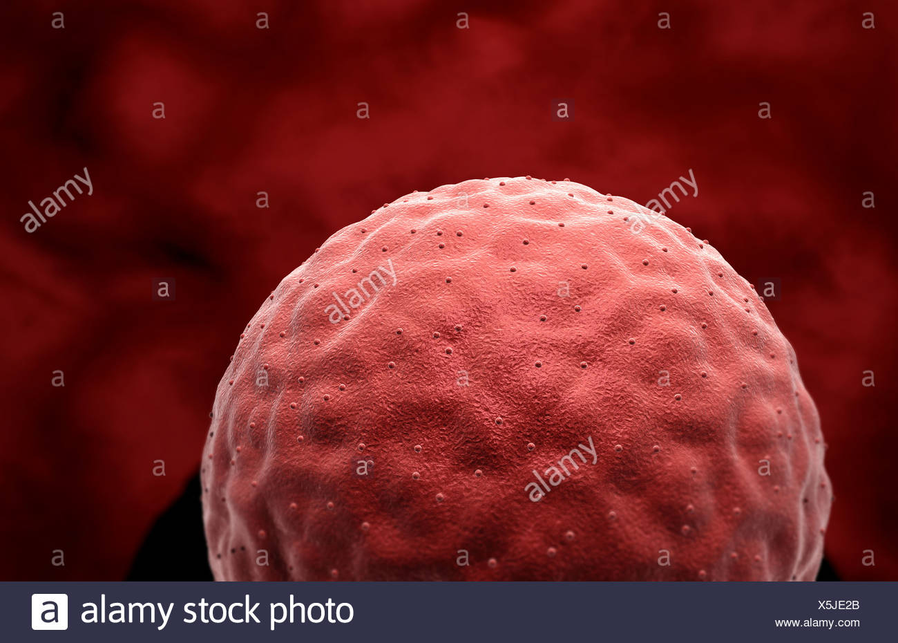 Blastomere Stock Photos & Blastomere Stock Images - Alamy
