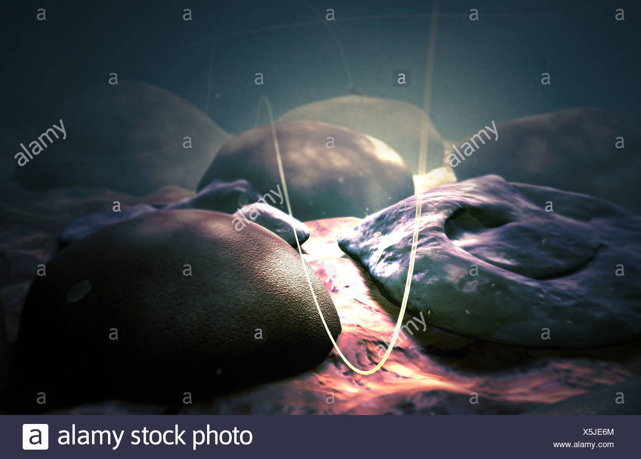 Malaria Merozoites High Resolution Stock Photography and Images - Alamy