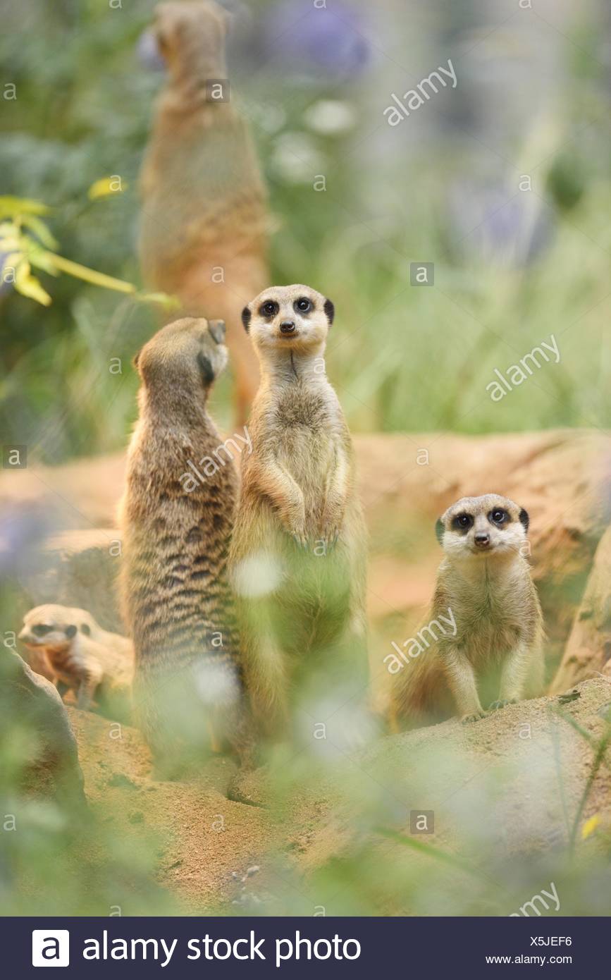 Suricats High Resolution Stock Photography and Images - Alamy
