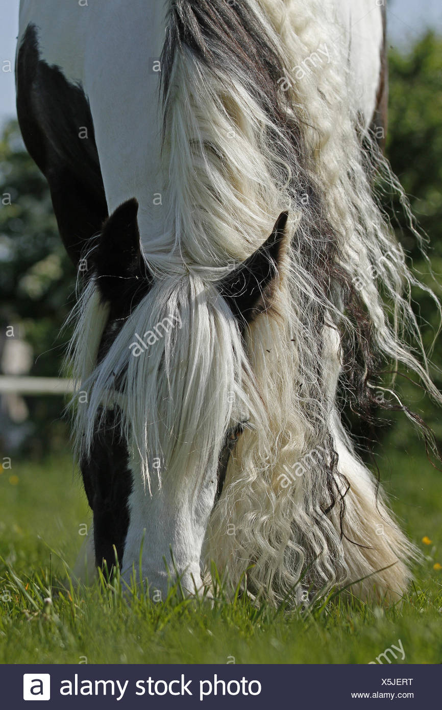 Tinker Horse High Resolution Stock Photography and Images - Alamy