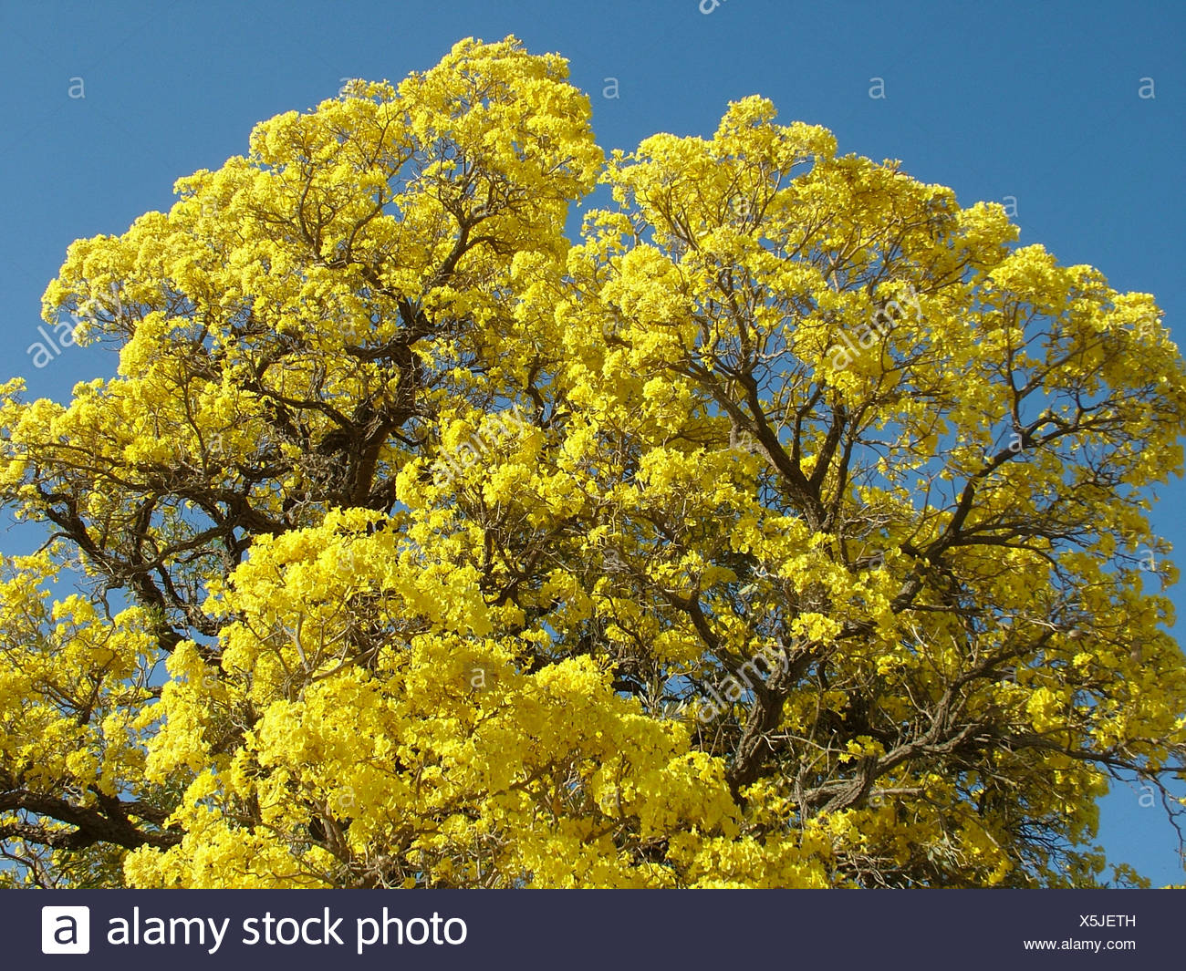 Caraiba High Resolution Stock Photography and Images - Alamy