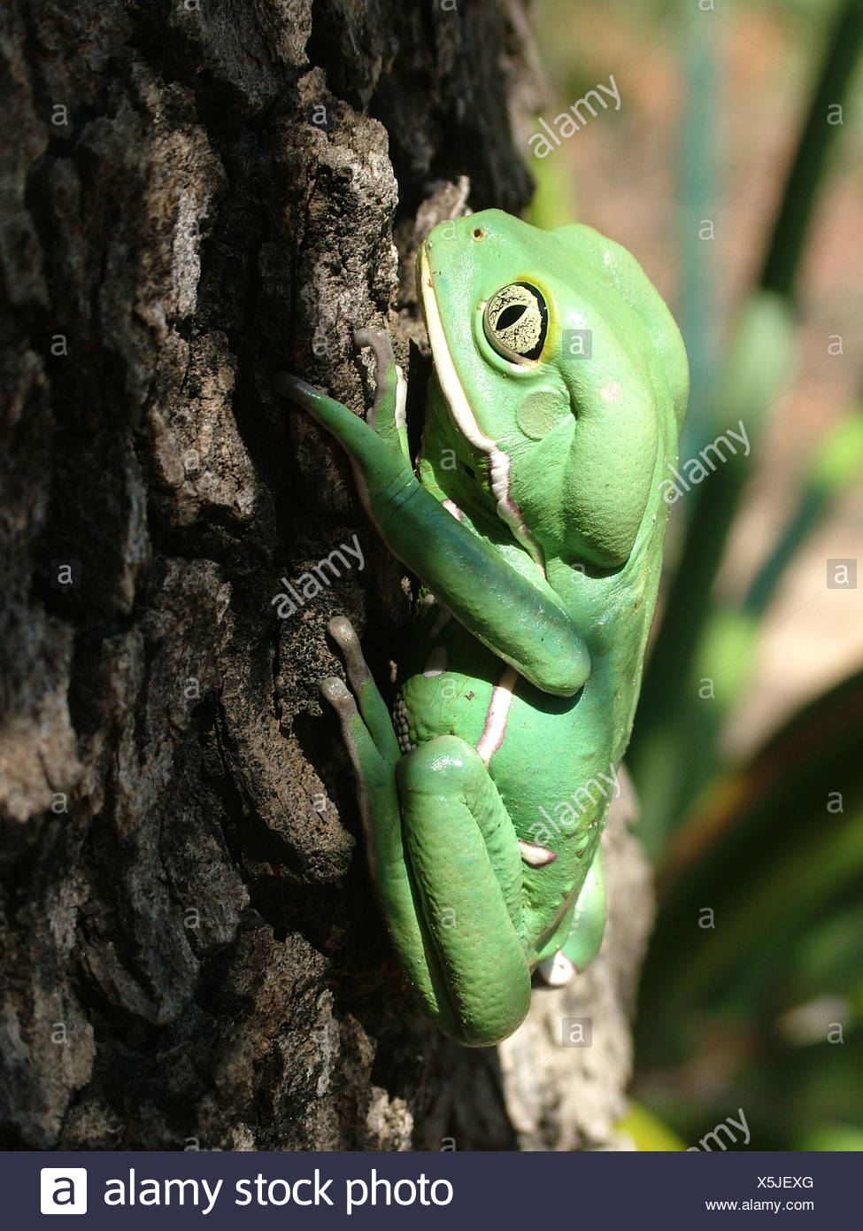 Monkey Tree Frog High Resolution Stock Photography and Images - Alamy