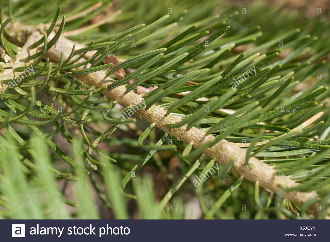 Concolor Fir High Resolution Stock Photography and Images - Alamy