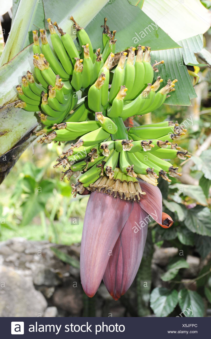 Guatemala Grass High Resolution Stock Photography and Images - Alamy