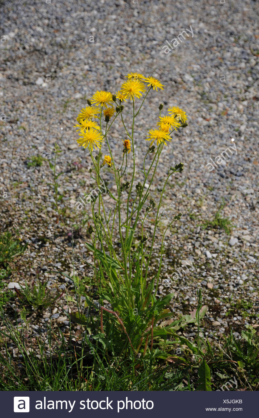 Rough Hawkbits High Resolution Stock Photography and Images - Alamy