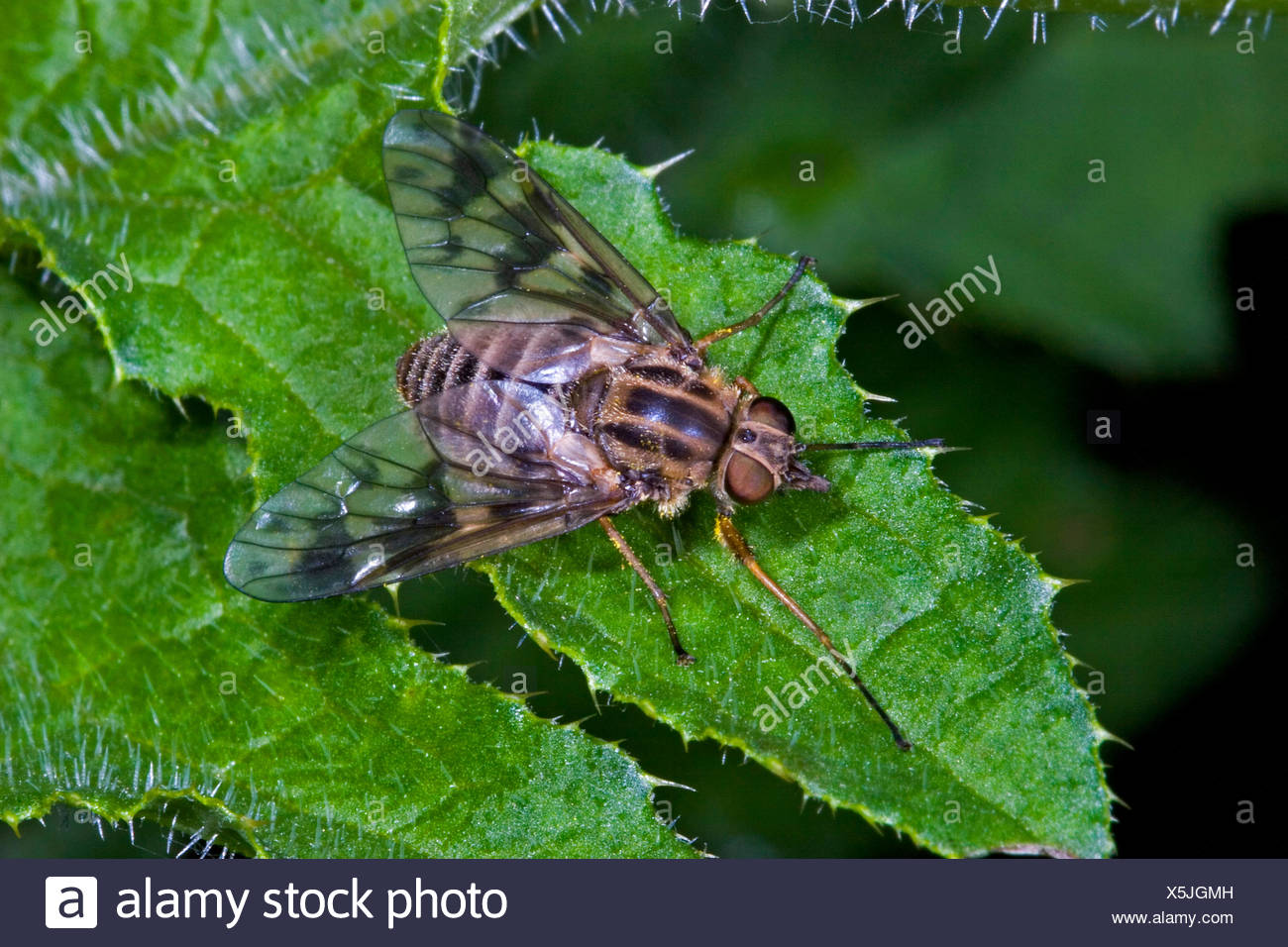 Athericidae High Resolution Stock Photography and Images - Alamy