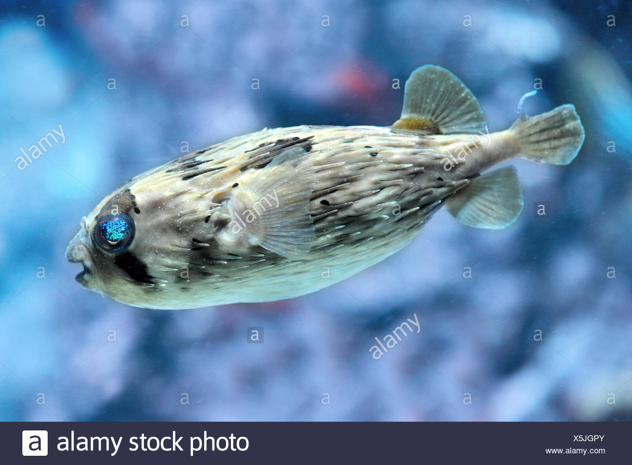 Diodon High Resolution Stock Photography and Images - Alamy