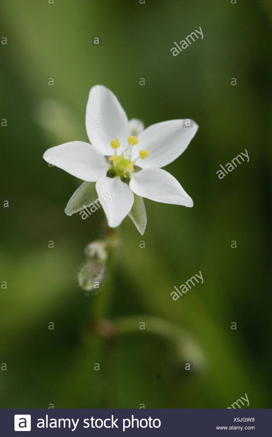 Spergula Arvensis High Resolution Stock Photography and Images - Alamy