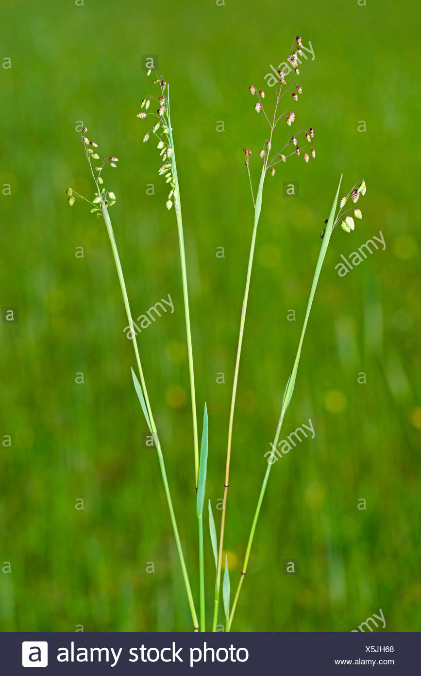 Quaking Grass Briza Media Stock Photos & Quaking Grass Briza Media ...
