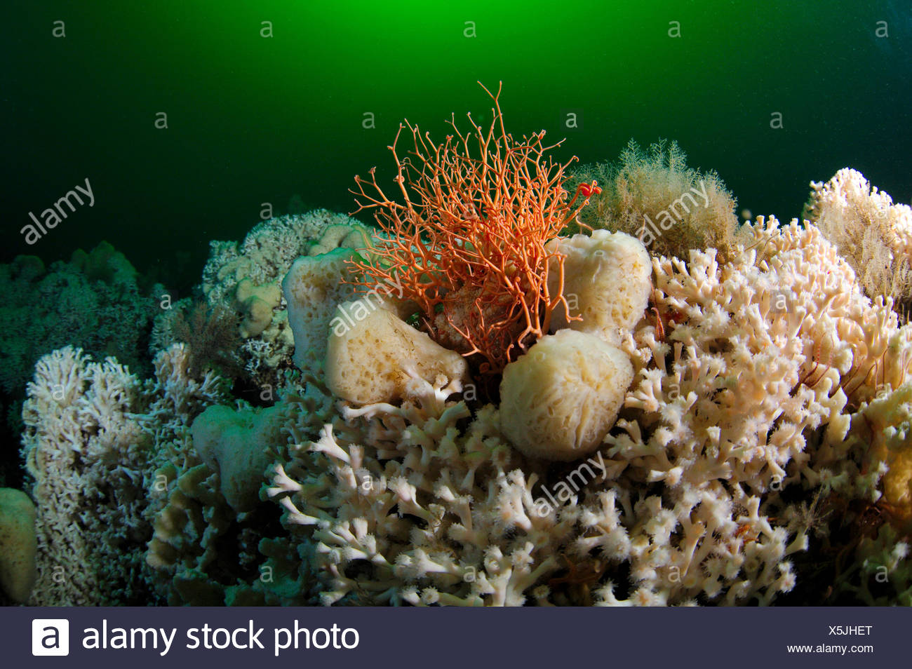 Cold Water Corals Stock Photos & Cold Water Corals Stock Images - Alamy
