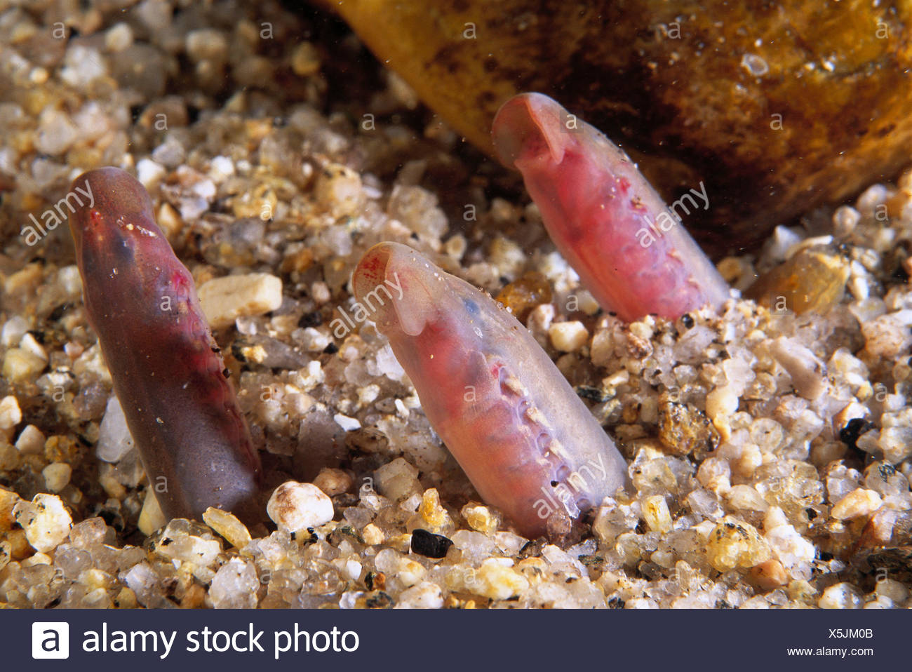 Petromyzon Marinus Stock Photos & Petromyzon Marinus Stock Images - Alamy