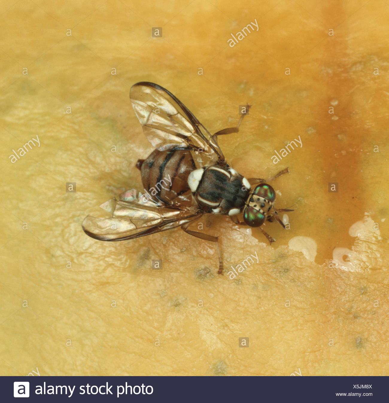 Dacus Stock Photos & Dacus Stock Images - Alamy