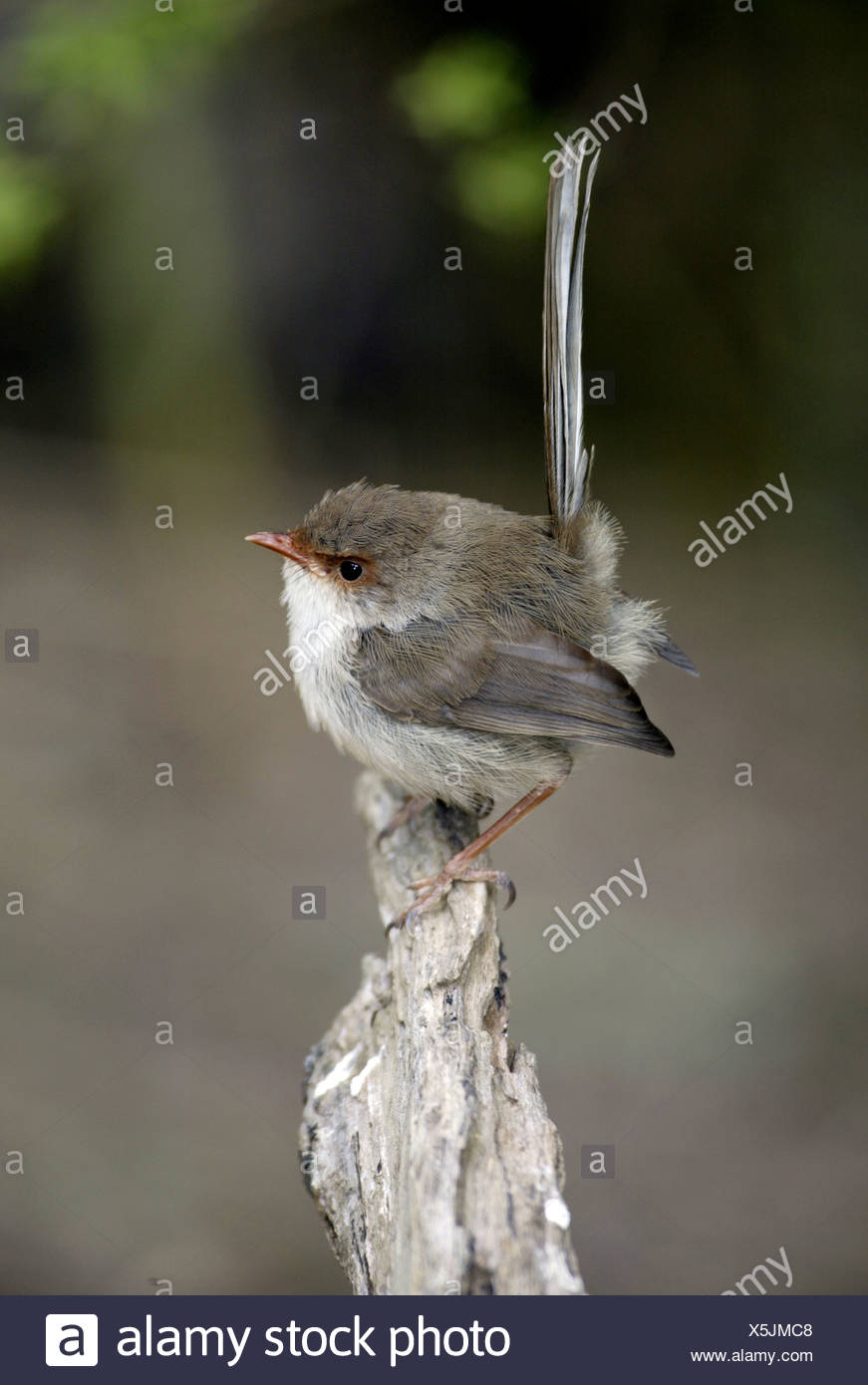 Australian Female Superb Fairy Wren High Resolution Stock Photography ...