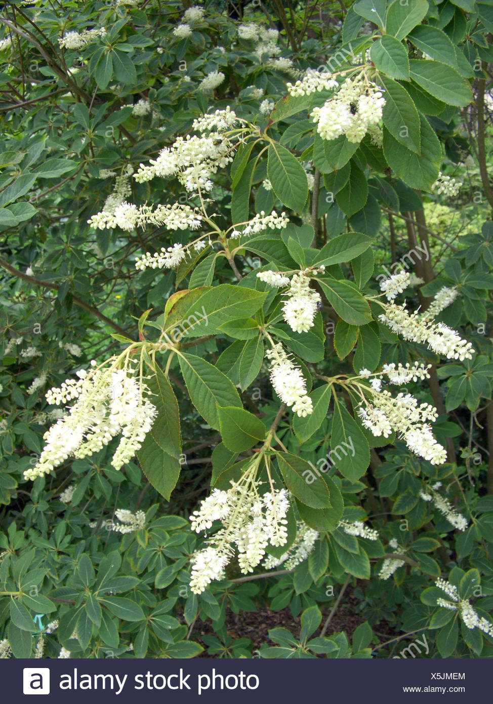 Clethra High Resolution Stock Photography and Images - Alamy