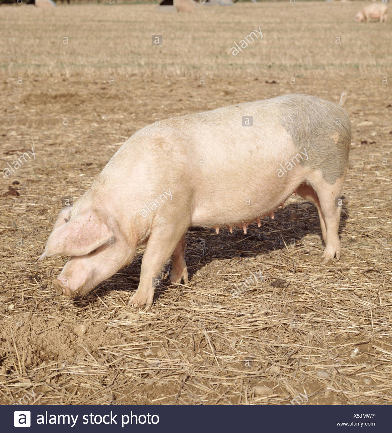 Landrace Sow Stock Photos & Landrace Sow Stock Images - Alamy
