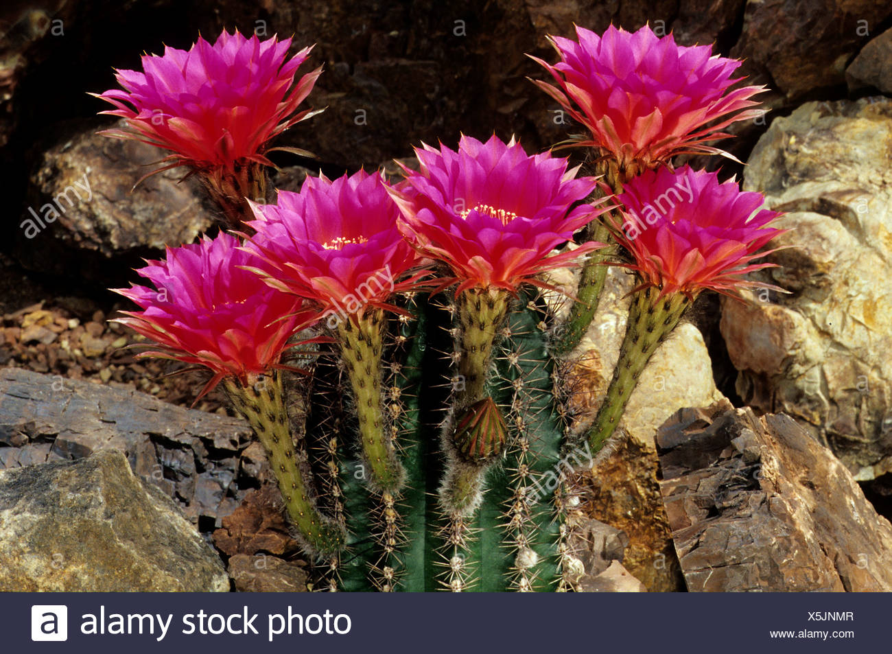 Echinopsis Hybrid High Resolution Stock Photography and Images - Alamy