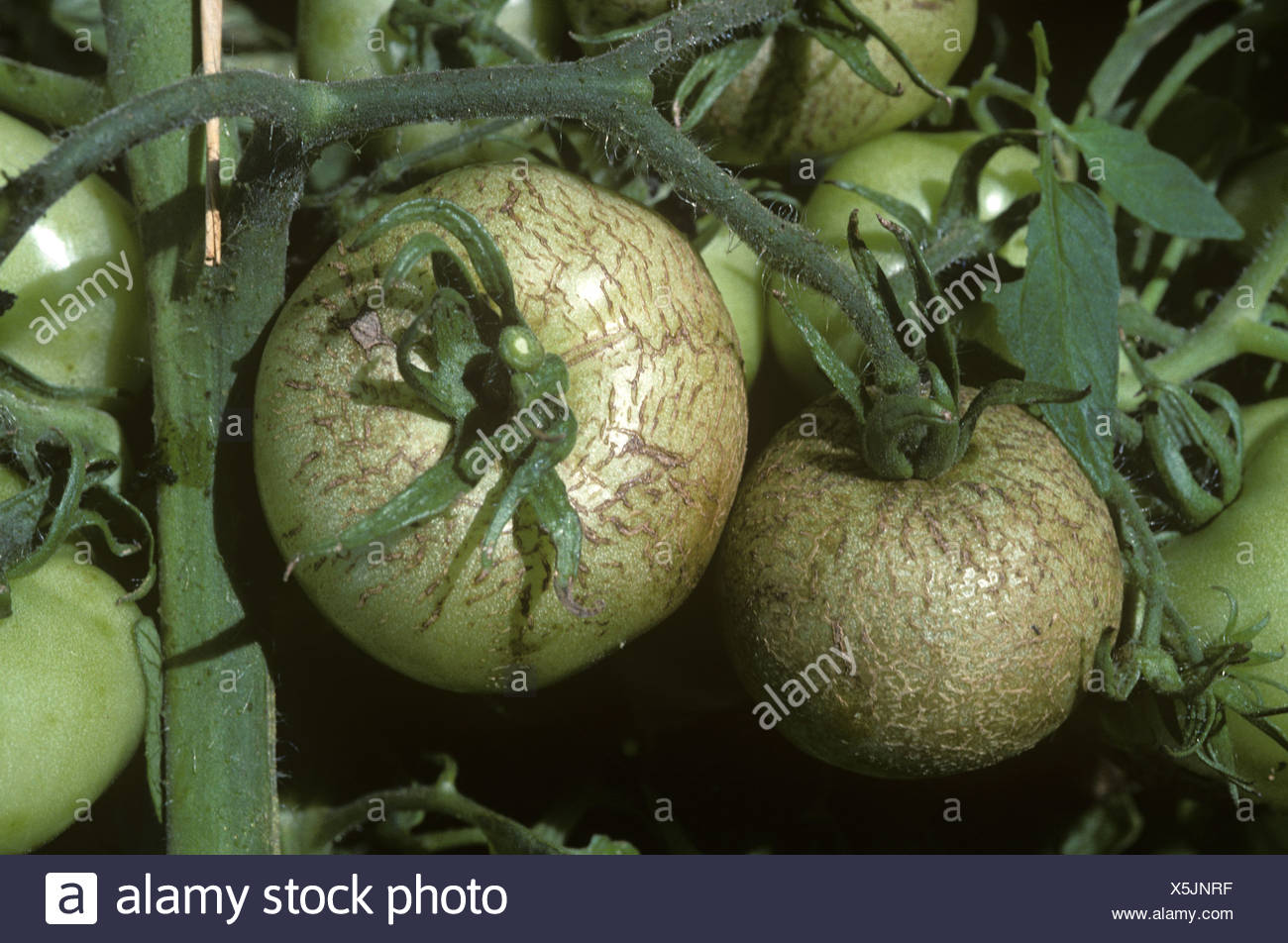 Russett High Resolution Stock Photography and Images - Alamy