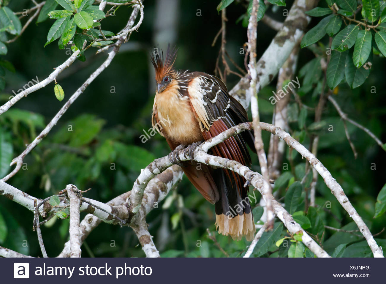 Hoatzin Opisthocomus Hoazin High Resolution Stock Photography and ...