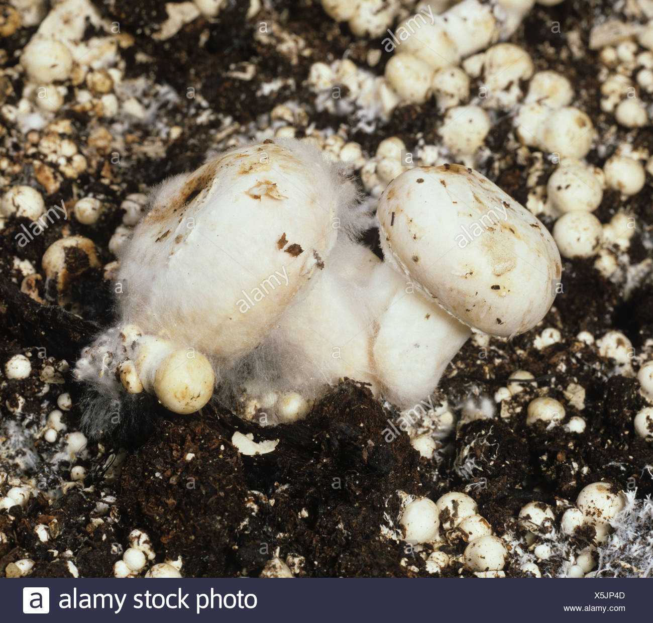 Psalliota Bisporus Stock Photos & Psalliota Bisporus Stock Images - Alamy