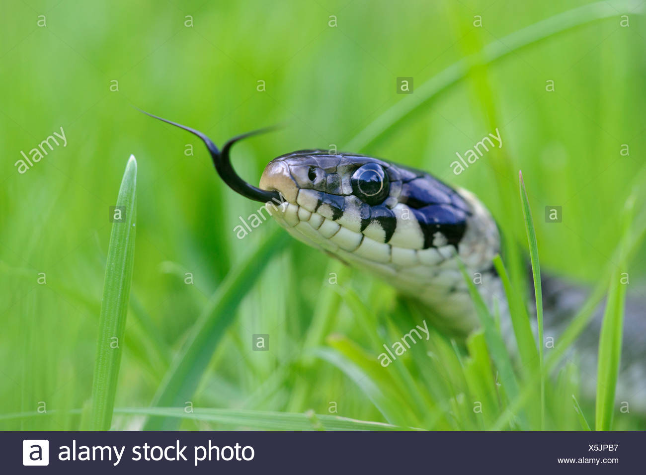 Snakes Of Europe High Resolution Stock Photography and Images - Alamy