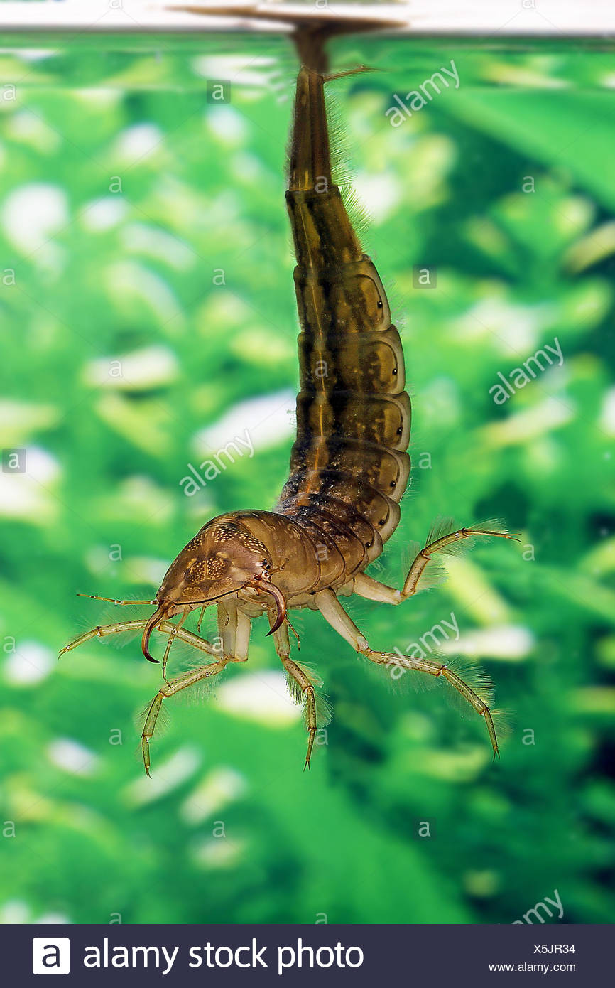 Larva In Water Stock Photos & Larva In Water Stock Images - Alamy