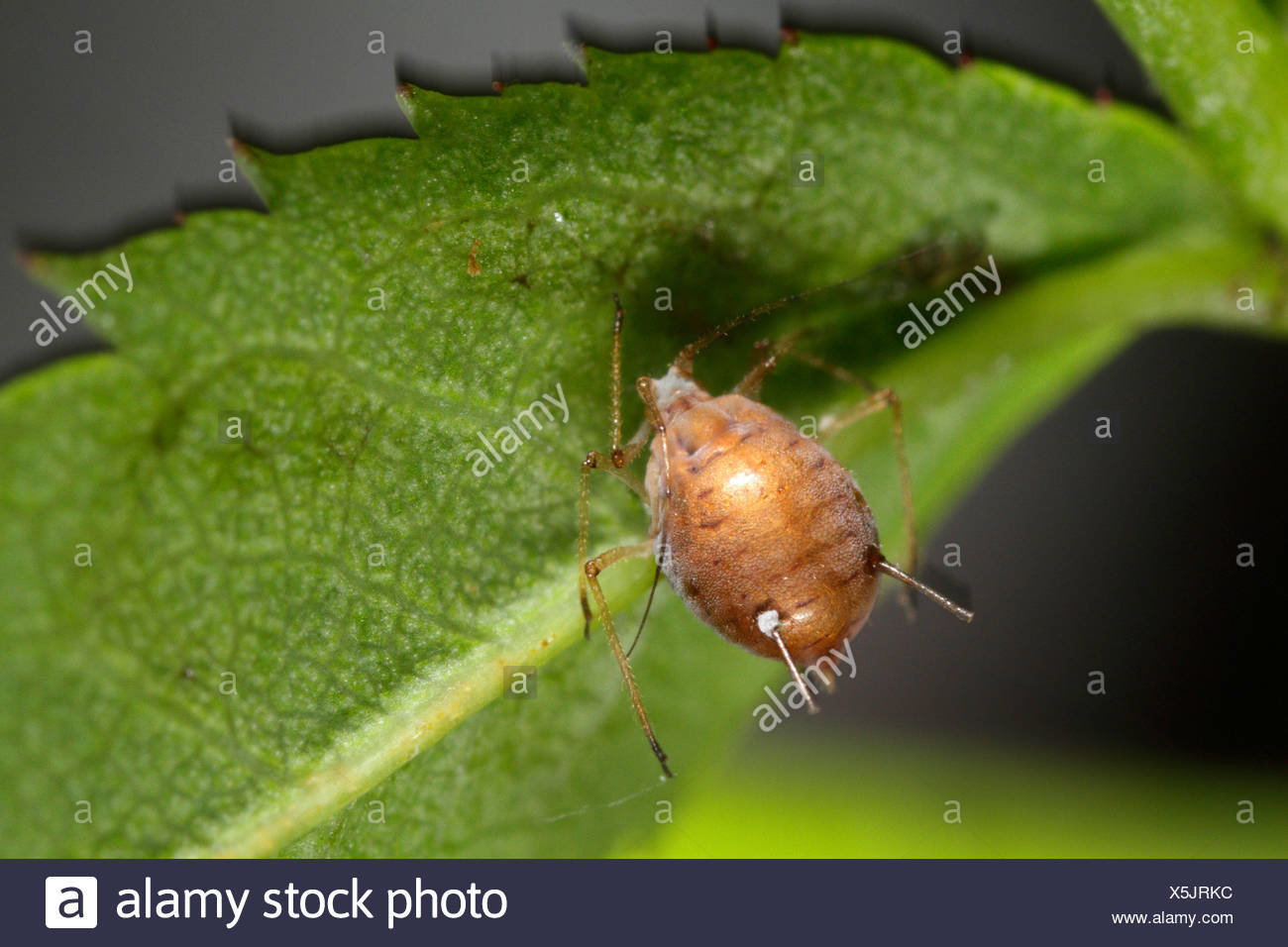 Aphidius Stock Photos & Aphidius Stock Images - Alamy