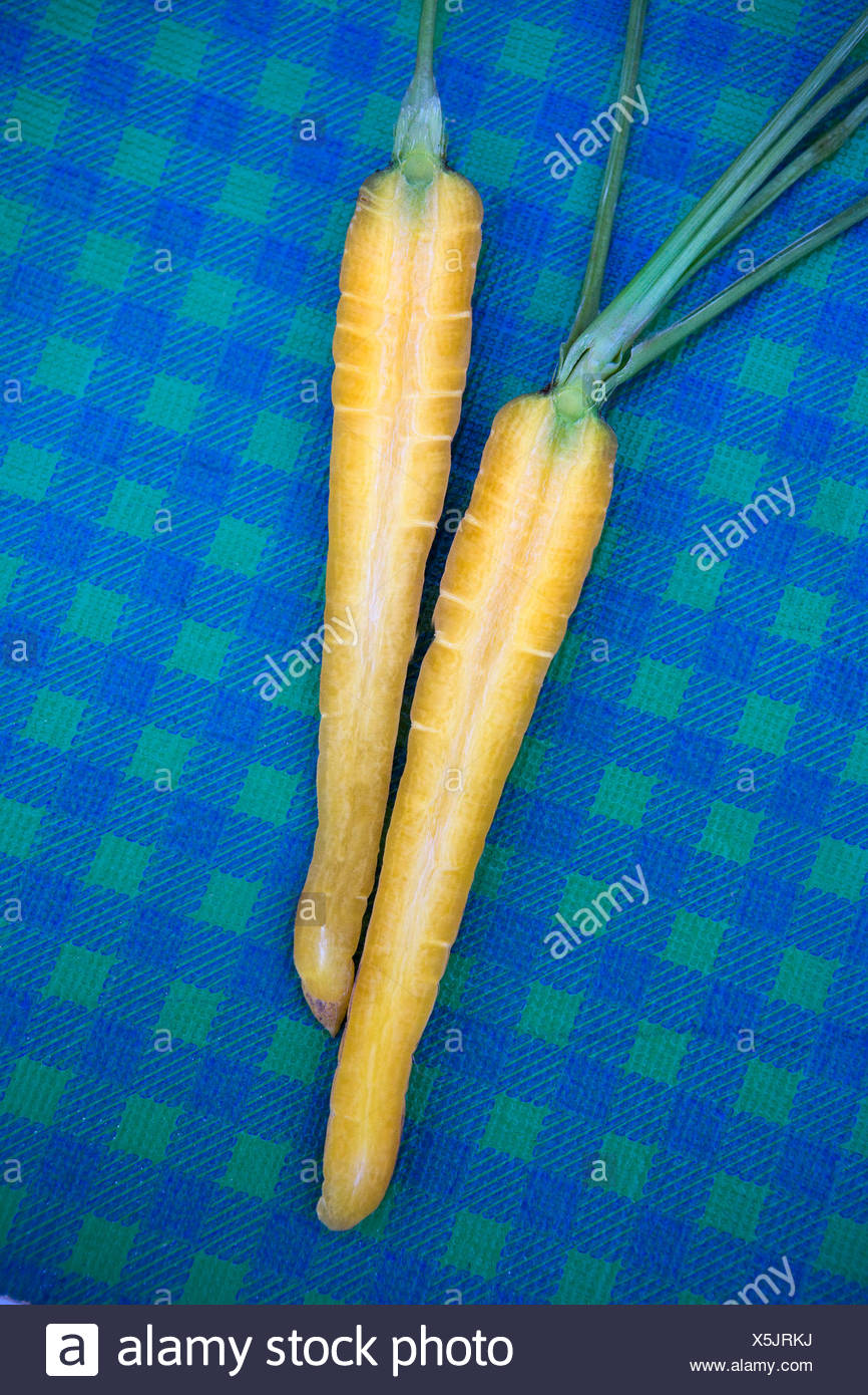 Carrot Root Cross Section Stock Photos & Carrot Root Cross Section ...