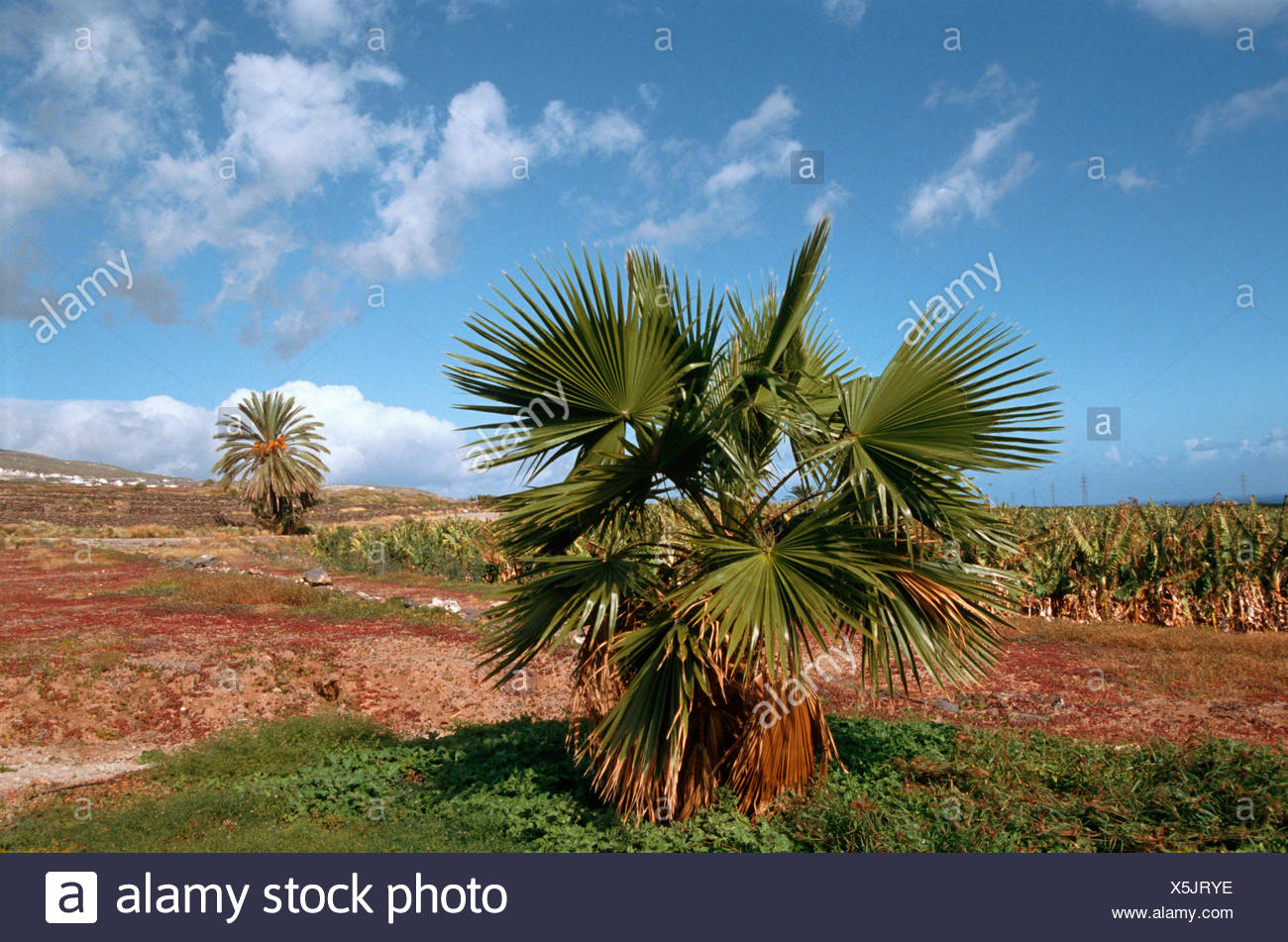 Fan Tree High Resolution Stock Photography and Images - Alamy