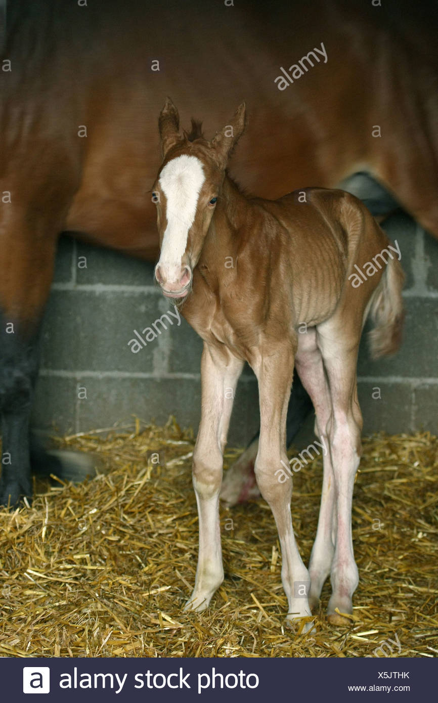 Foal Birth Stock Photos & Foal Birth Stock Images - Alamy