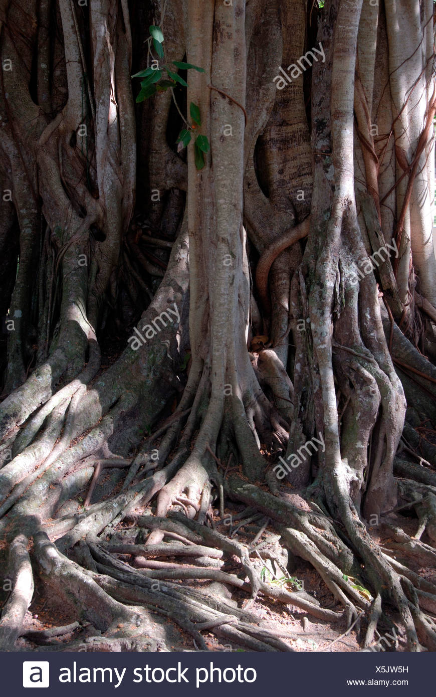 Tree With Aerial Roots Stock Photos & Tree With Aerial Roots Stock ...
