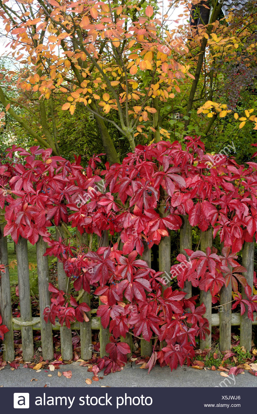 False Virginia Creeper High Resolution Stock Photography and Images - Alamy