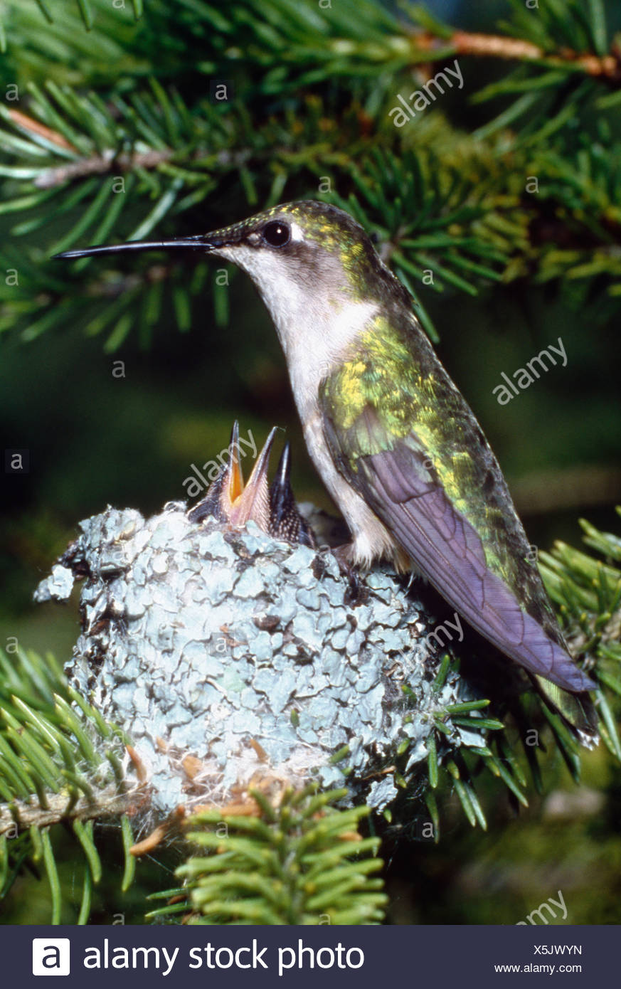 Ruby Throated Hummingbird Nest Stock Photos & Ruby Throated Hummingbird ...