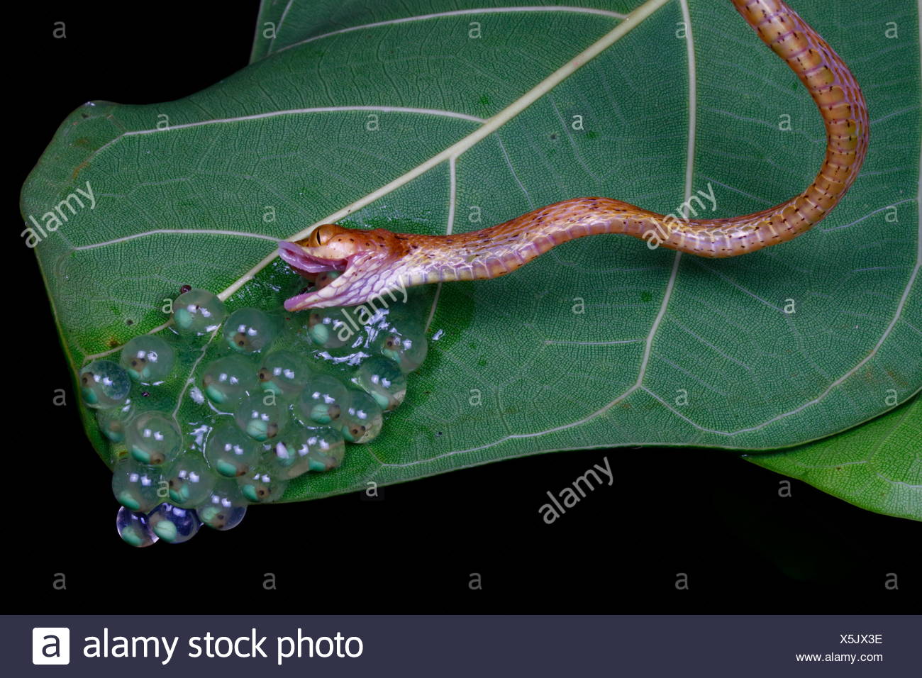 Plain Tree Snake High Resolution Stock Photography and Images - Alamy