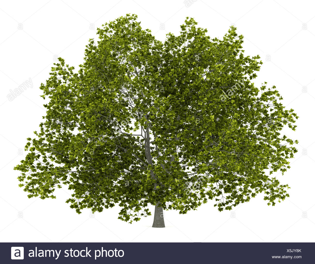 American Beech Tree High Resolution Stock Photography and Images - Alamy