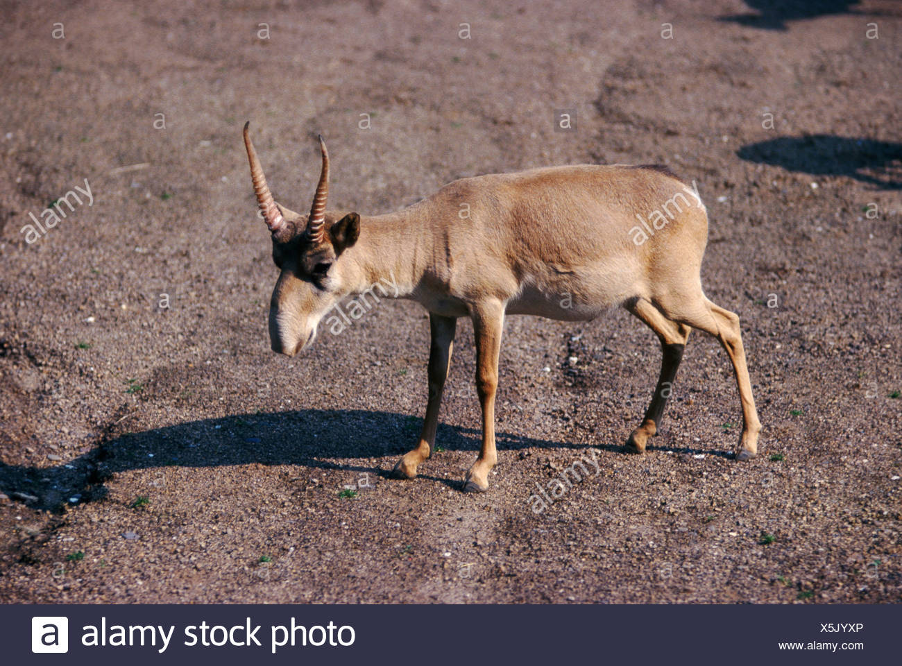 Saiga Antelopes High Resolution Stock Photography and Images - Alamy